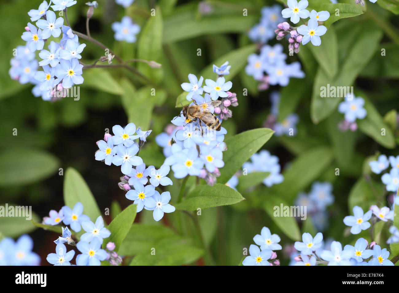 Myosotis forget me not flowers flower garden spring blue Banque de ...