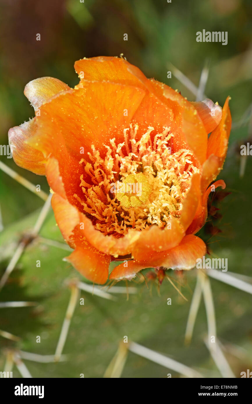 Sabra plant Banque de photographies et d’images à haute résolution - Alamy