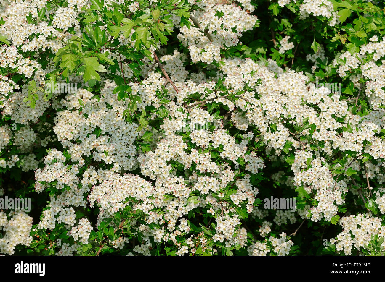 Crataegus monogyna Banque de photographies et d’images à haute ...