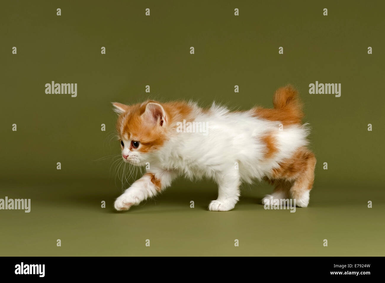 Manx cymric Banque de photographies et d’images à haute résolution - Alamy