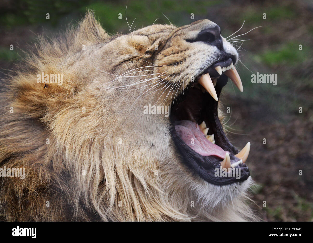 Rugissement de lion Banque de photographies et d’images à haute ...