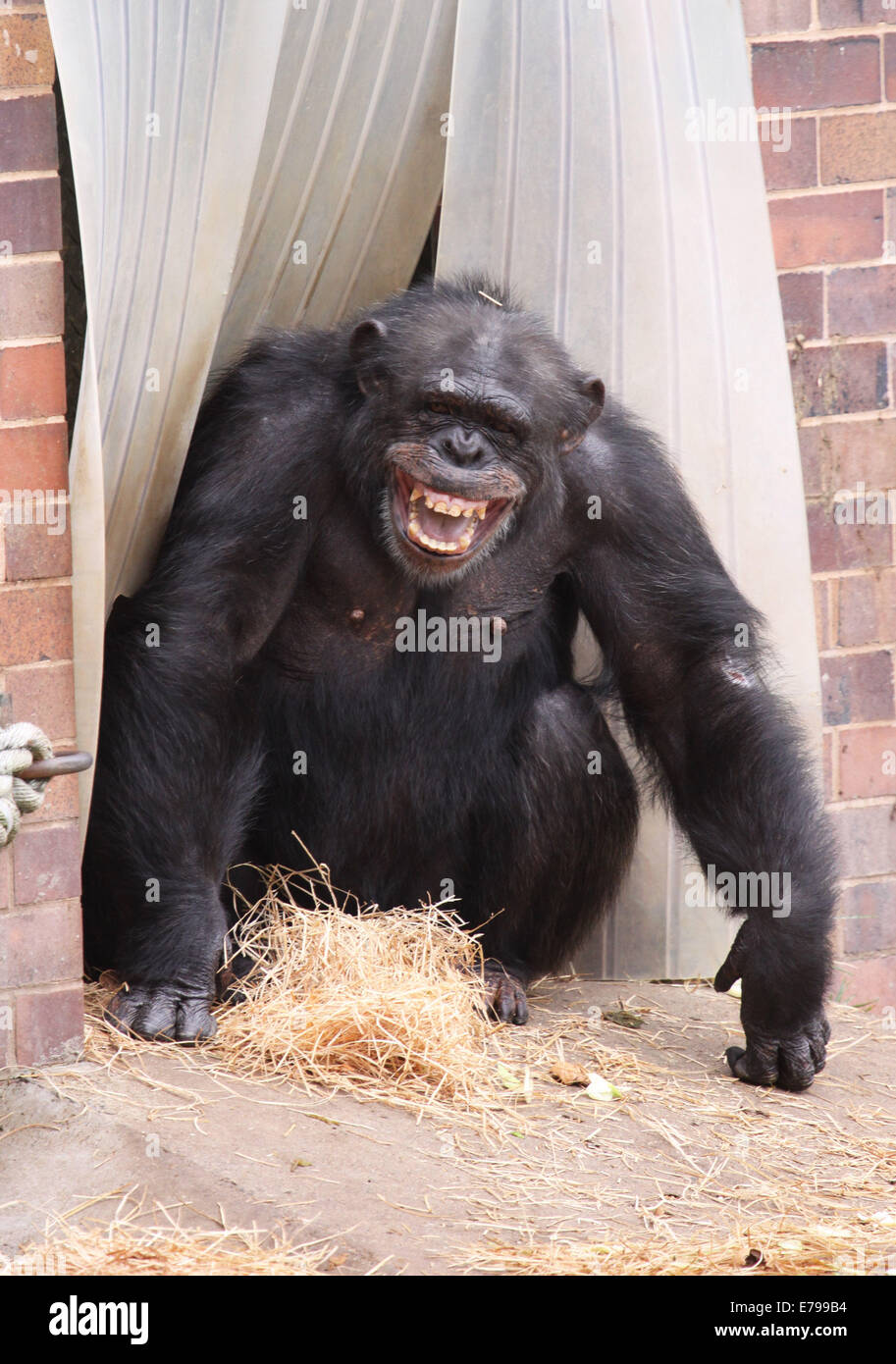 Chimpanzee mouth Banque de photographies et d’images à haute résolution ...
