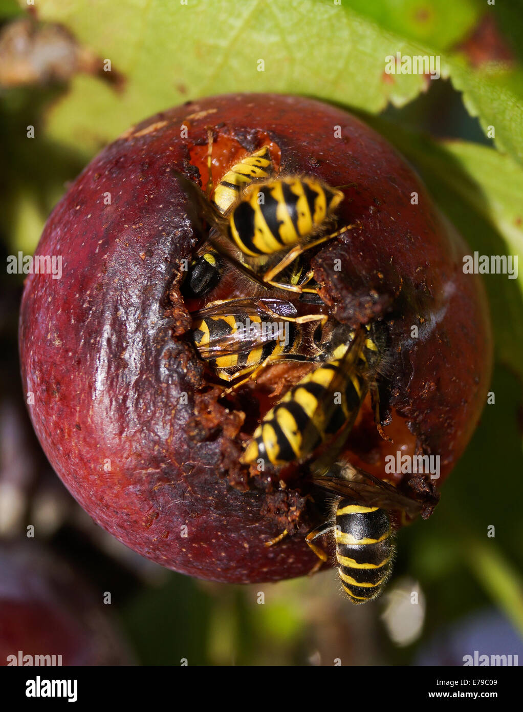 Les guêpes dans une prune. Wasp mange la prune dans un arbre Photo ...