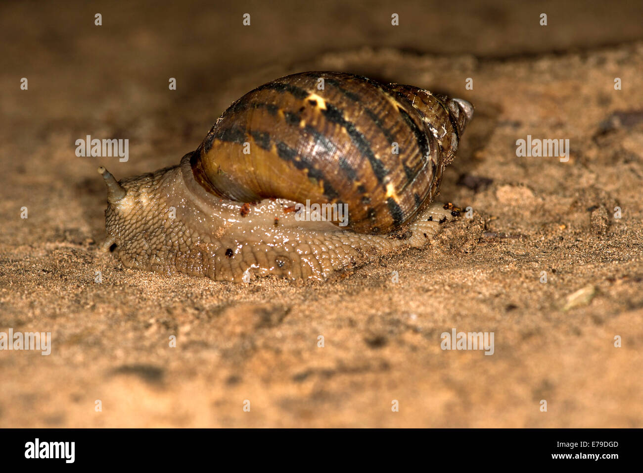 Espèces d'escargots terrestres (Pulmonata spec.), la Réserve de ...