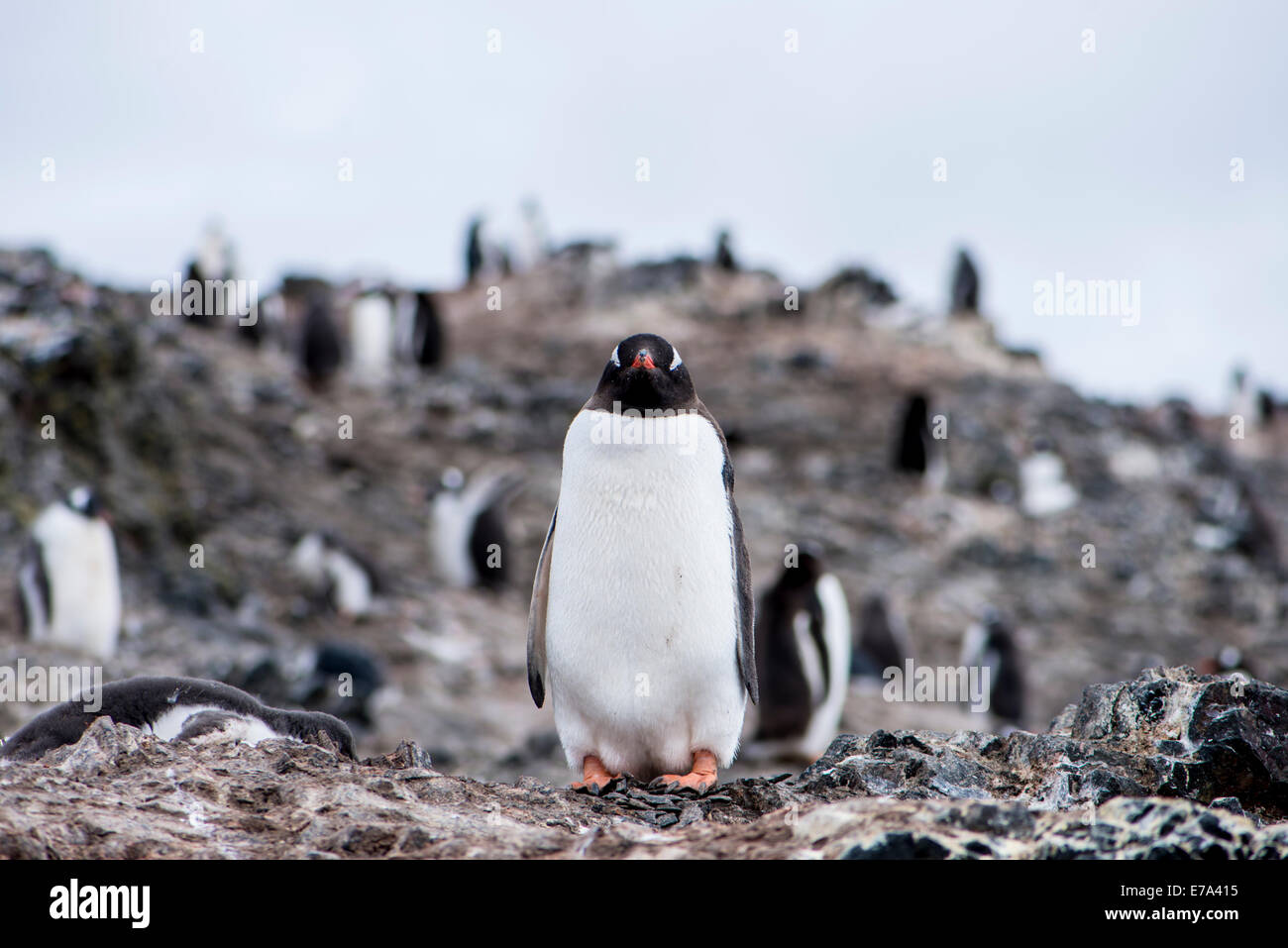 Manchots papous antarctique Banque de photographies et d’images à haute ...