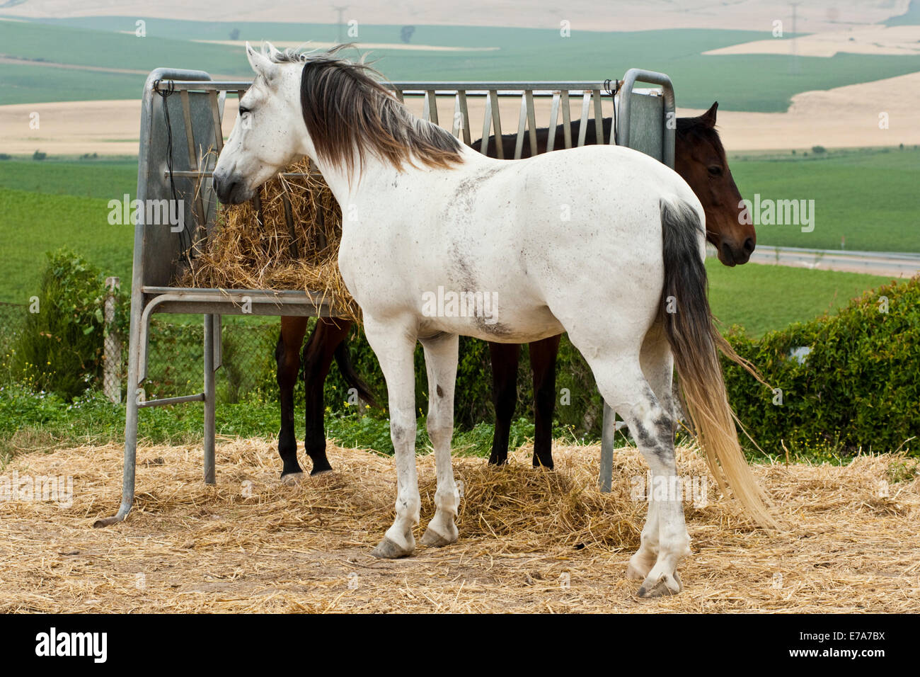 Cheval lusitanien, hongres, blanc et la baie des chevaux, debout à un ...