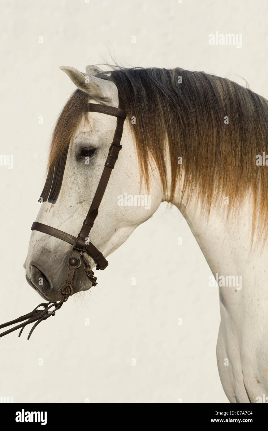 Cheval blanc, cheval lusitanien, Vaquero bridle, Andalousie, Espagne ...