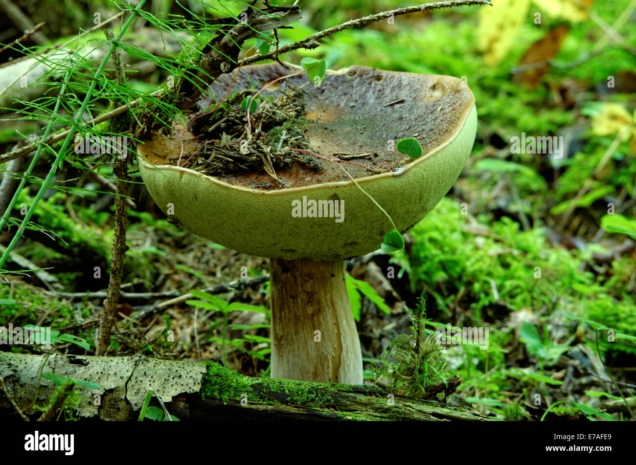Boletus edulis aux champignons porcini Banque de photographies et d’images à haute résolution ...