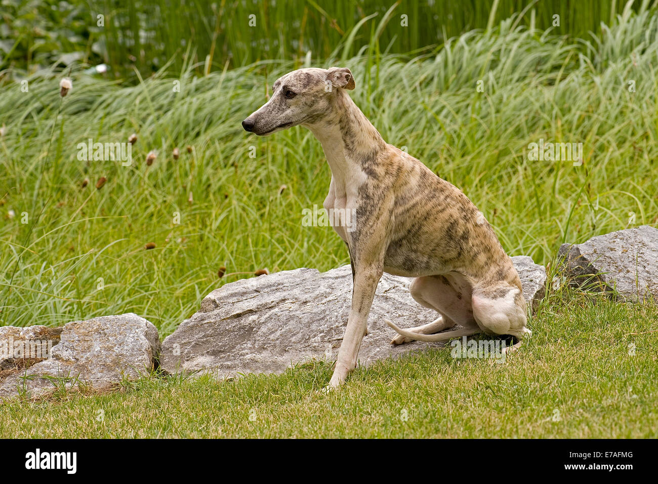Whippet side view Banque de photographies et d’images à haute ...
