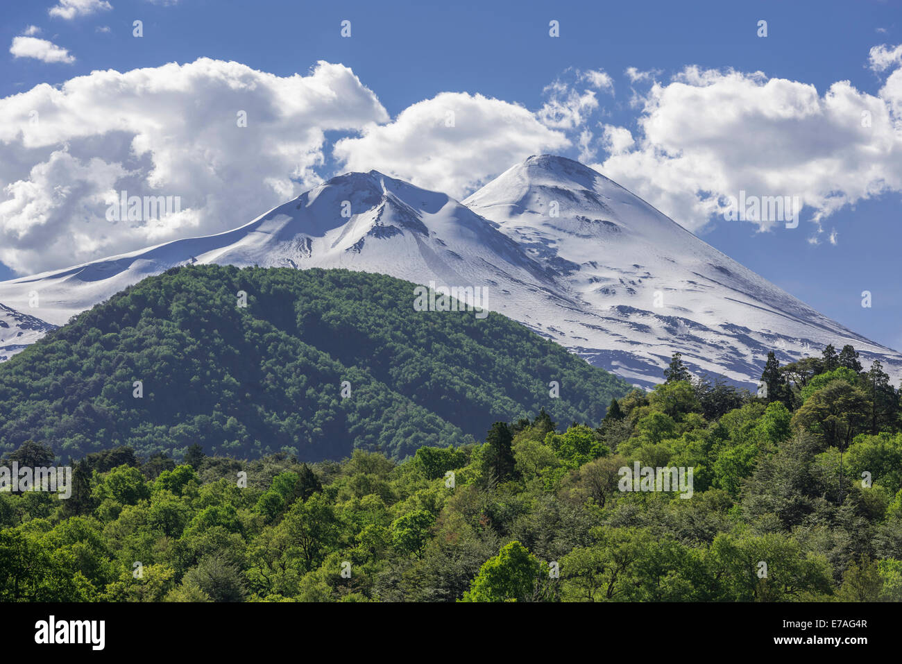 Parque nacional conguillio Banque de photographies et d’images à haute ...