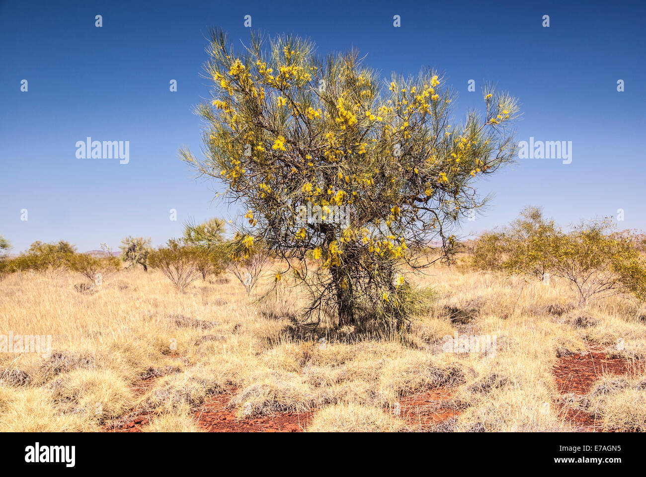 Bankie tree Banque de photographies et d’images à haute résolution - Alamy