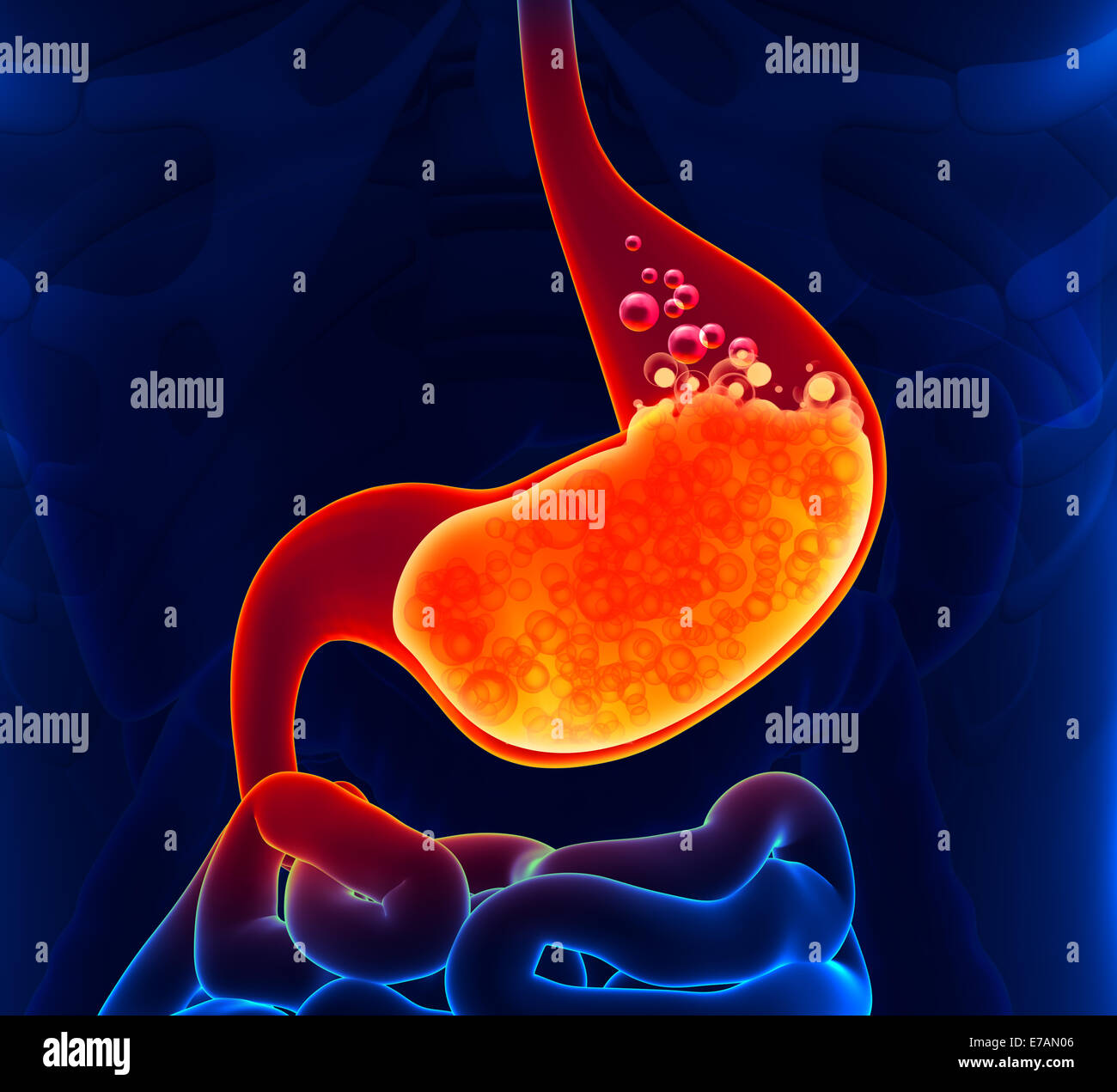 Corps d'anatomie estomac humain digestif gastrique Banque de photographies et d’images à haute ...