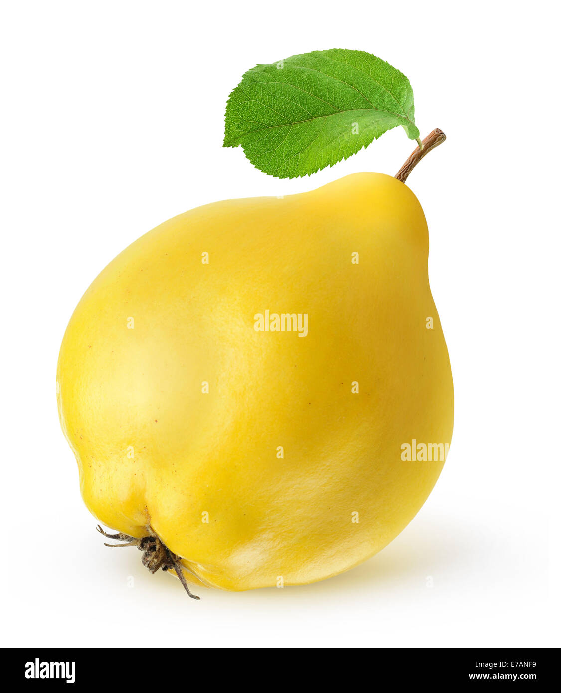 Fruit de coing Banque de photographies et d’images à haute résolution ...