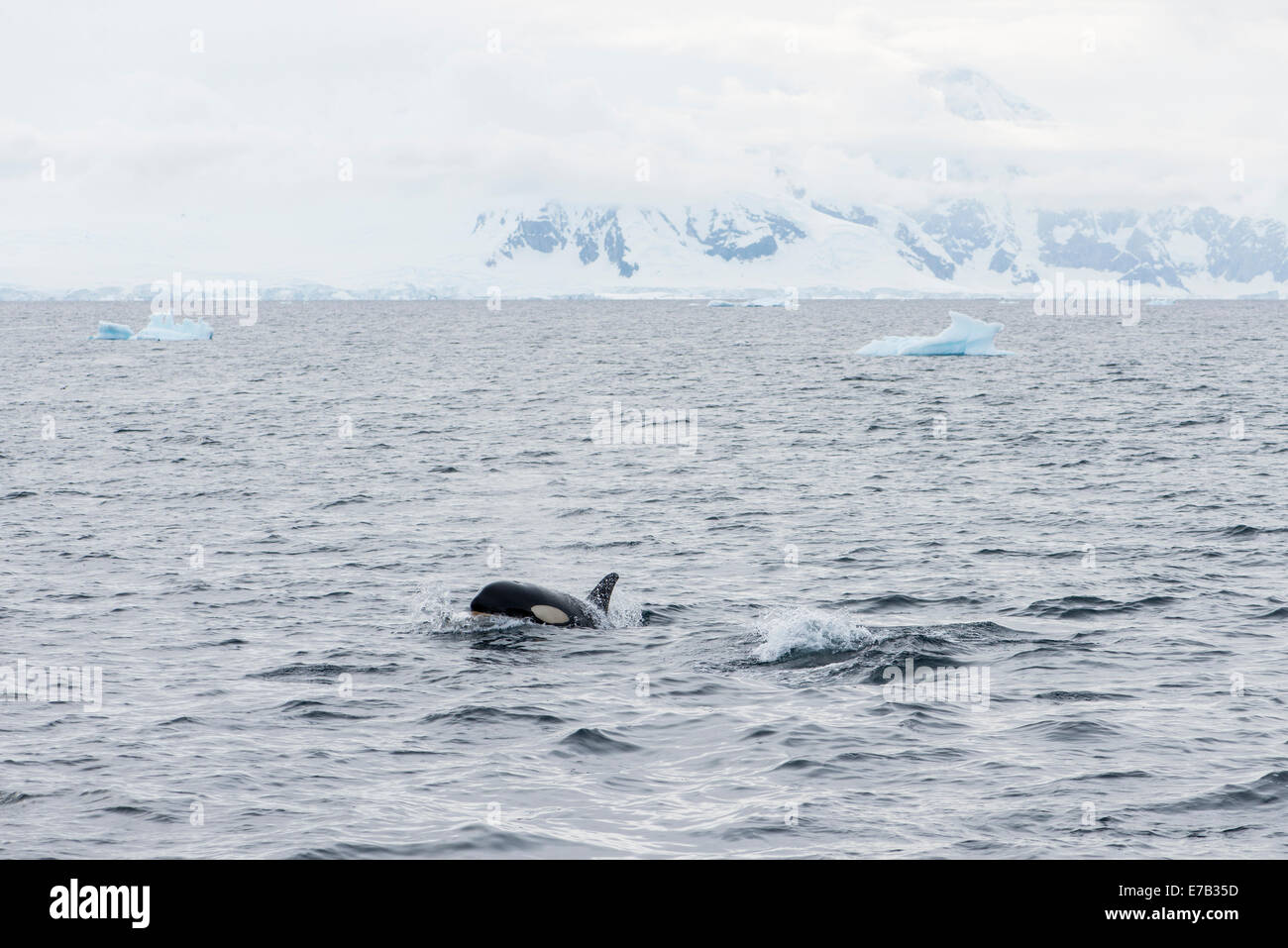 Orque antarctique Banque de photographies et d’images à haute ...