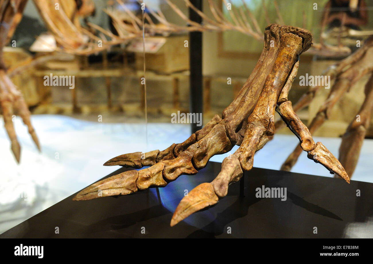 Spinosaurus aegyptiacus Banque de photographies et d’images à haute résolution - Alamy