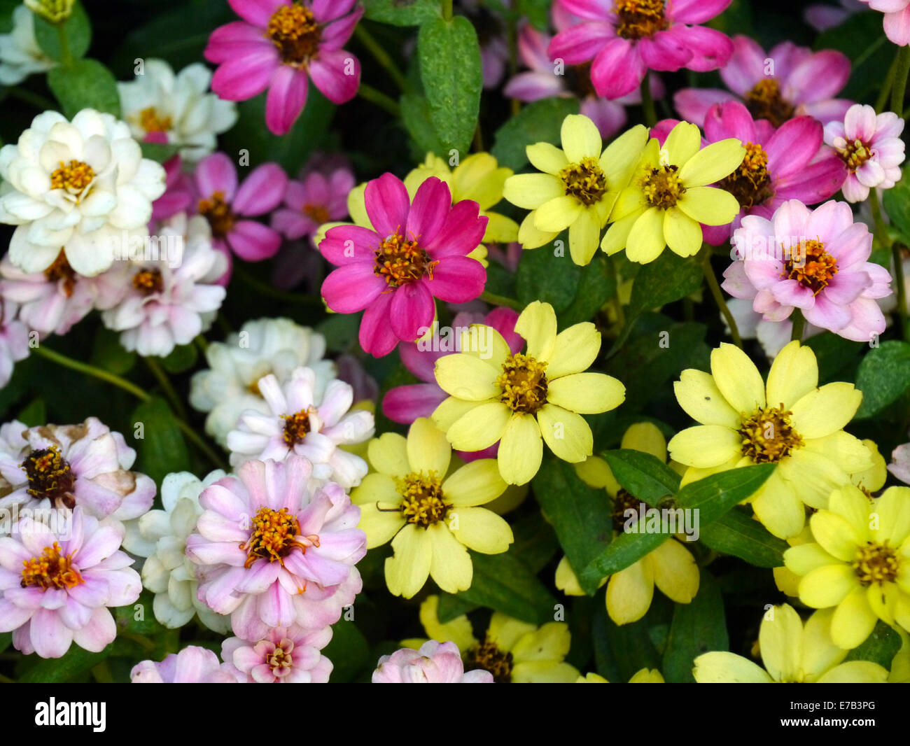 Mini flowers Banque de photographies et d’images à haute résolution - Alamy