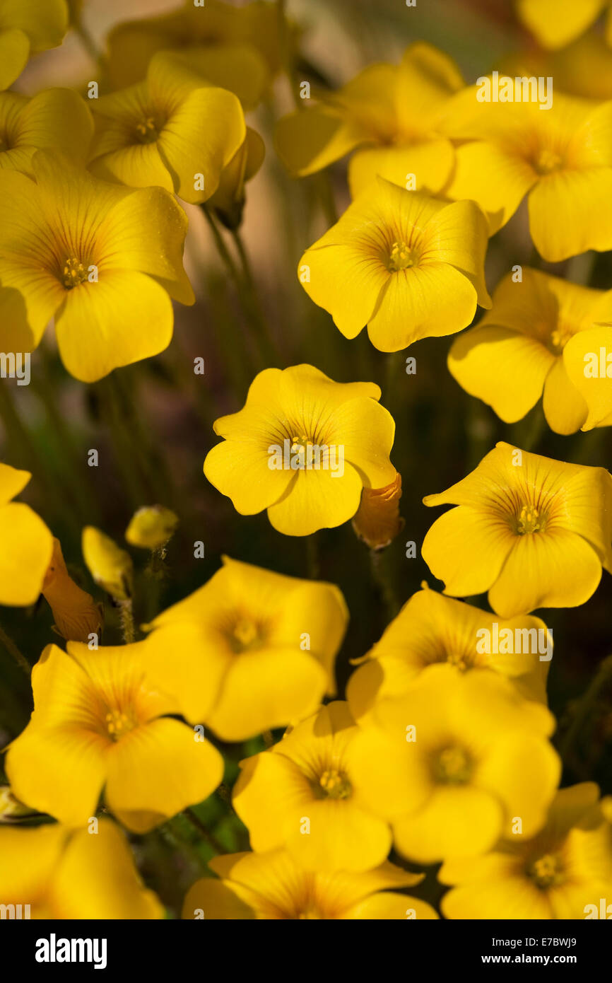Oxalis lobata Banque de photographies et d’images à haute résolution ...