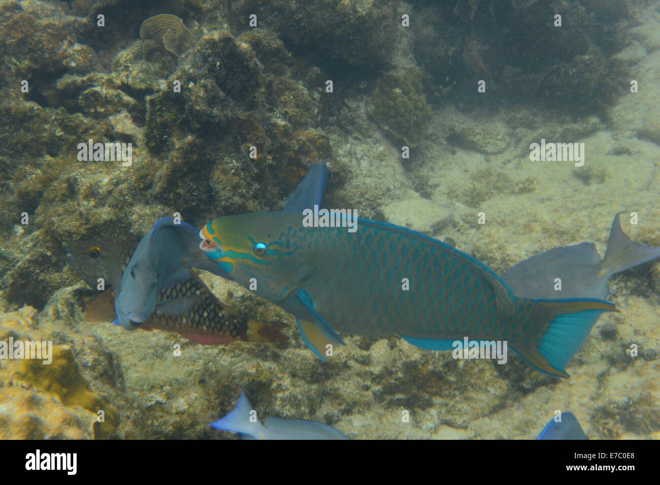 Poissons perroquets scaridae Banque de photographies et d’images à ...
