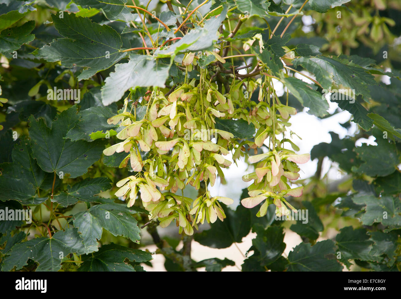 Graines d'arbres dans une feuille Banque de photographies et d’images à ...