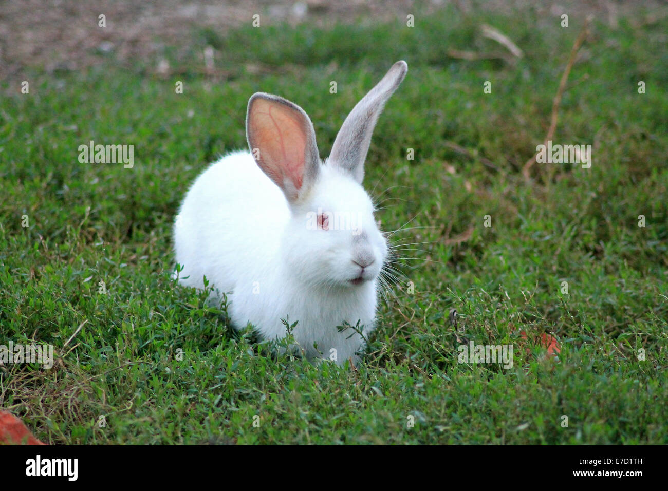 Le lapin blanc Banque de photographies et d’images à haute résolution ...