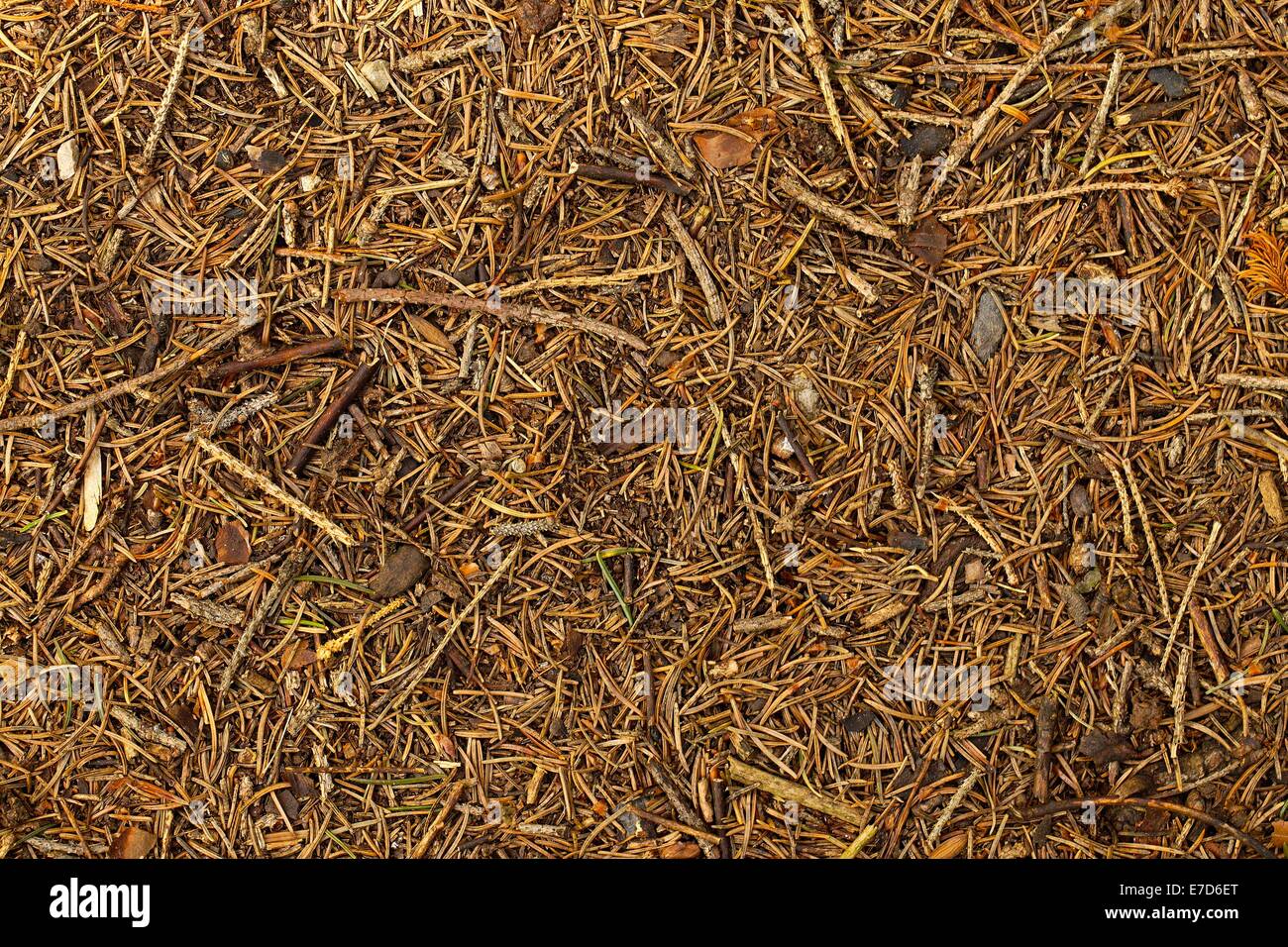 Sol forestier aiguille de pin Banque de photographies et d’images à ...