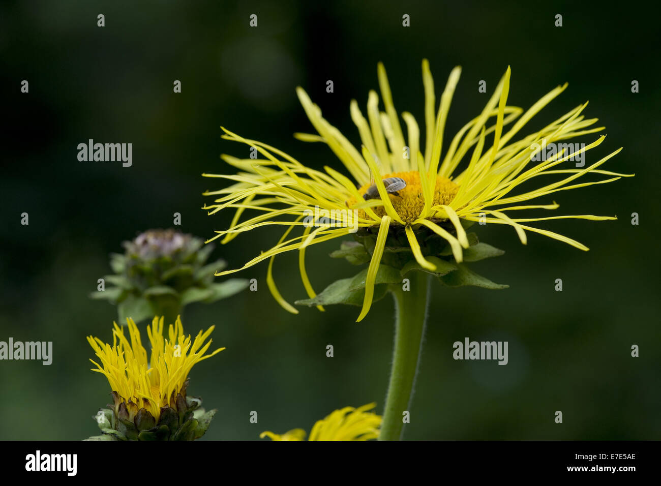 Inula helenium Banque de photographies et d’images à haute résolution ...
