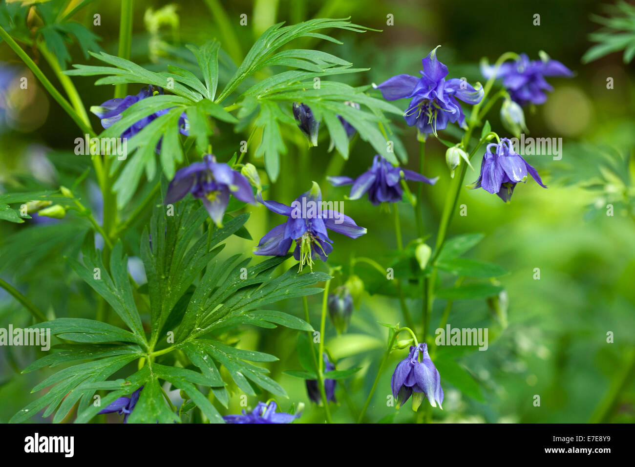 Aquilegia ranunculaceae Banque de photographies et d’images à haute ...