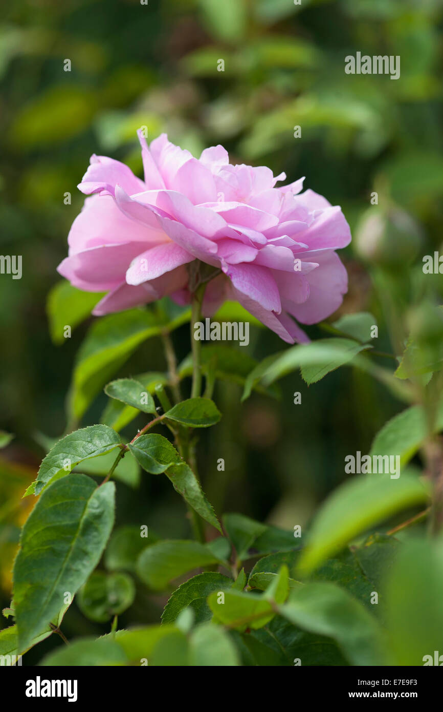 Rose marie Banque de photographies et d’images à haute résolution - Alamy