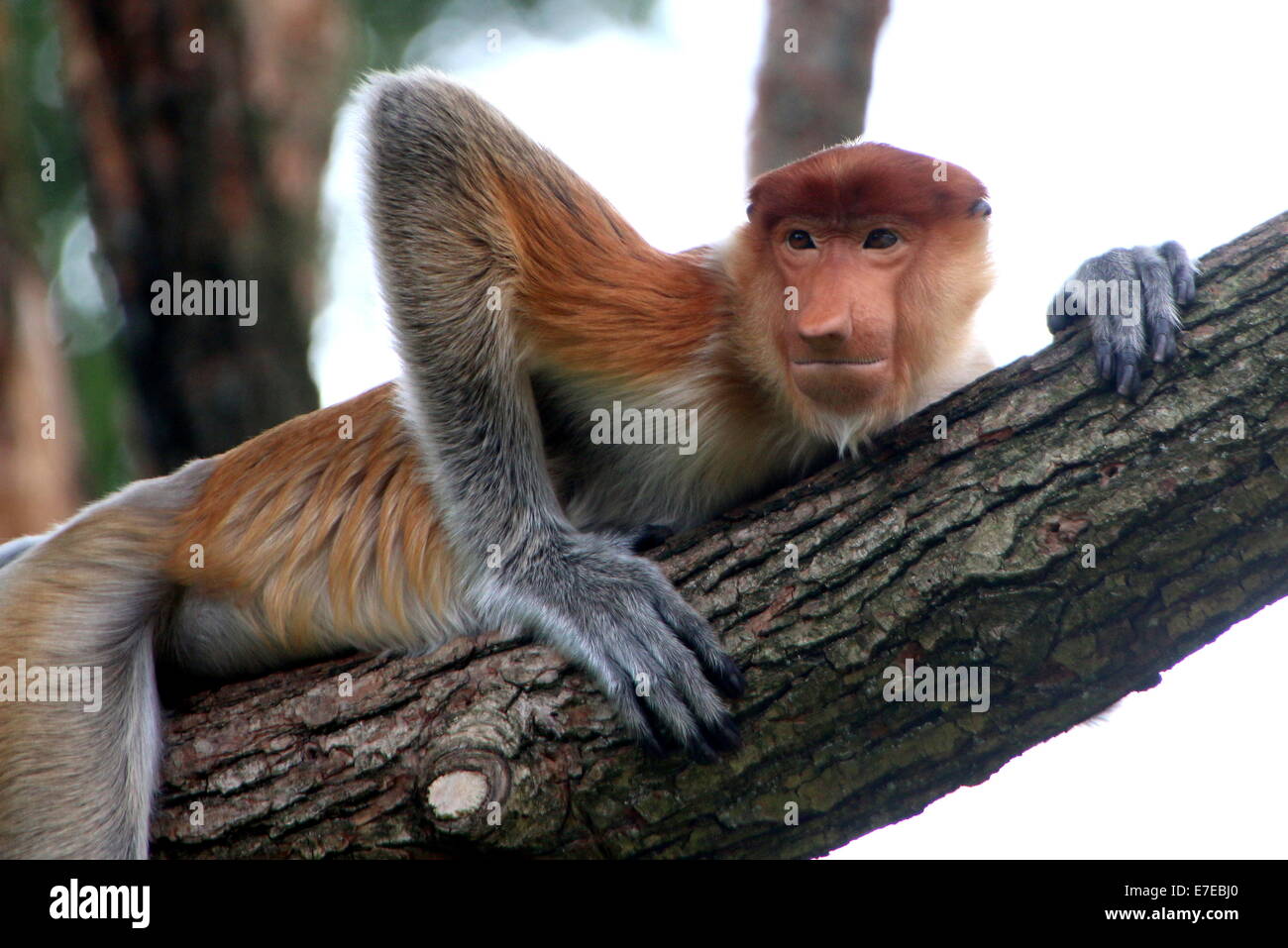 Proboscis singe mono narigudo Banque de photographies et d’images à ...