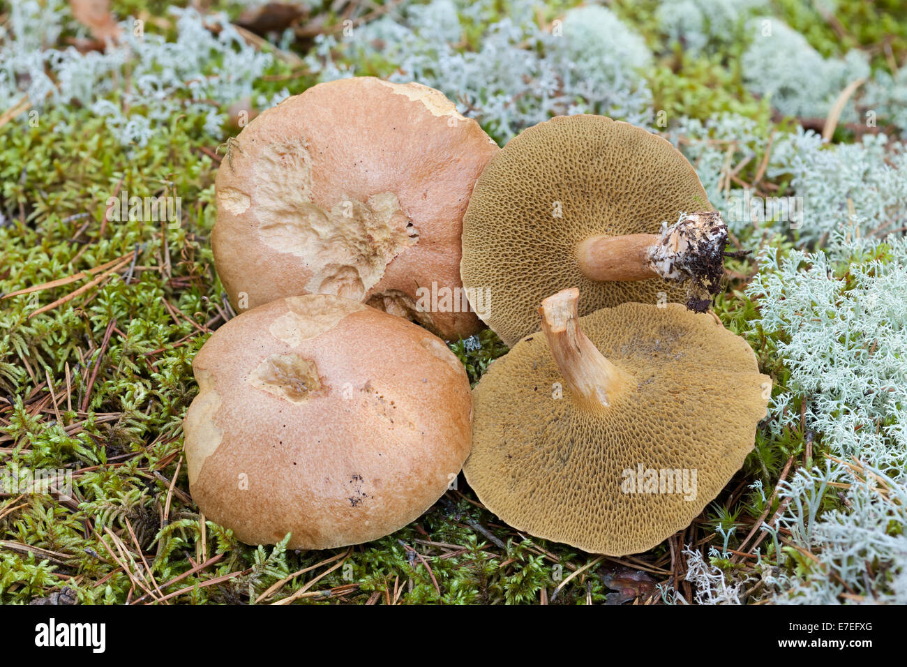 Champignon de vache Banque de photographies et d’images à haute ...