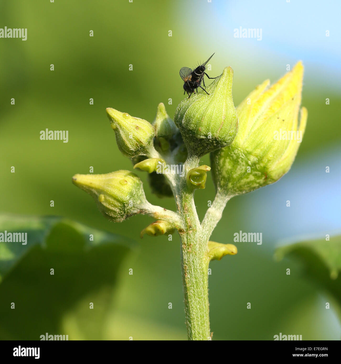 Mouche verte Banque de photographies et d’images à haute résolution - Alamy