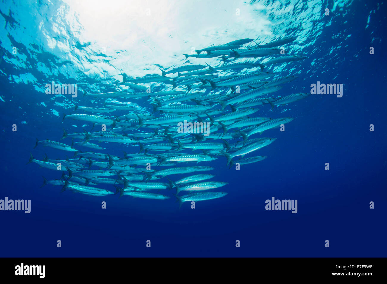Essaim de poissons thon noir barracuda sphyraena qenie Banque de ...