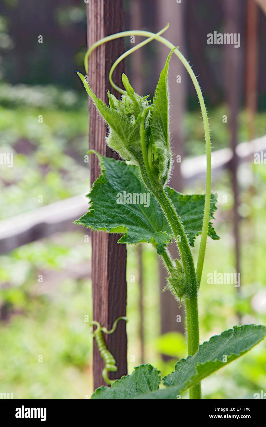Concombre dans un jardin potager sur le printemps Photo Stock - Alamy
