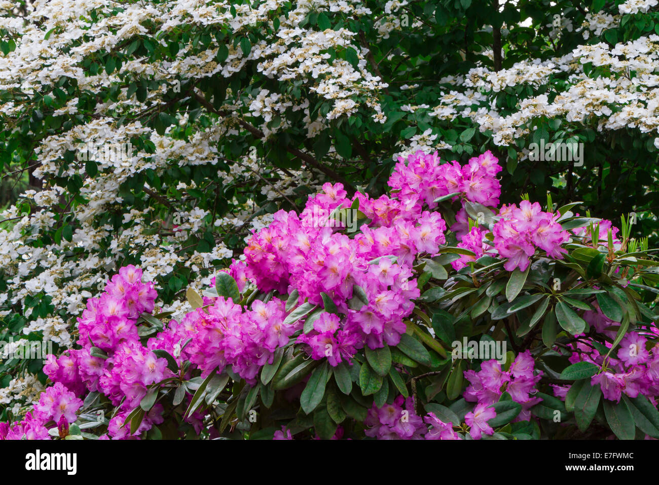 Jardins de rhododendrons Banque de photographies et d’images à haute ...