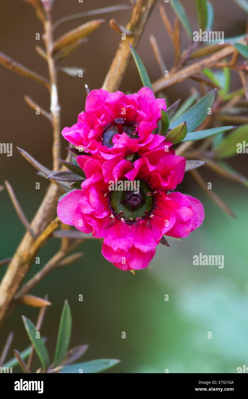 Manuka bush Banque de photographies et d’images à haute résolution - Alamy