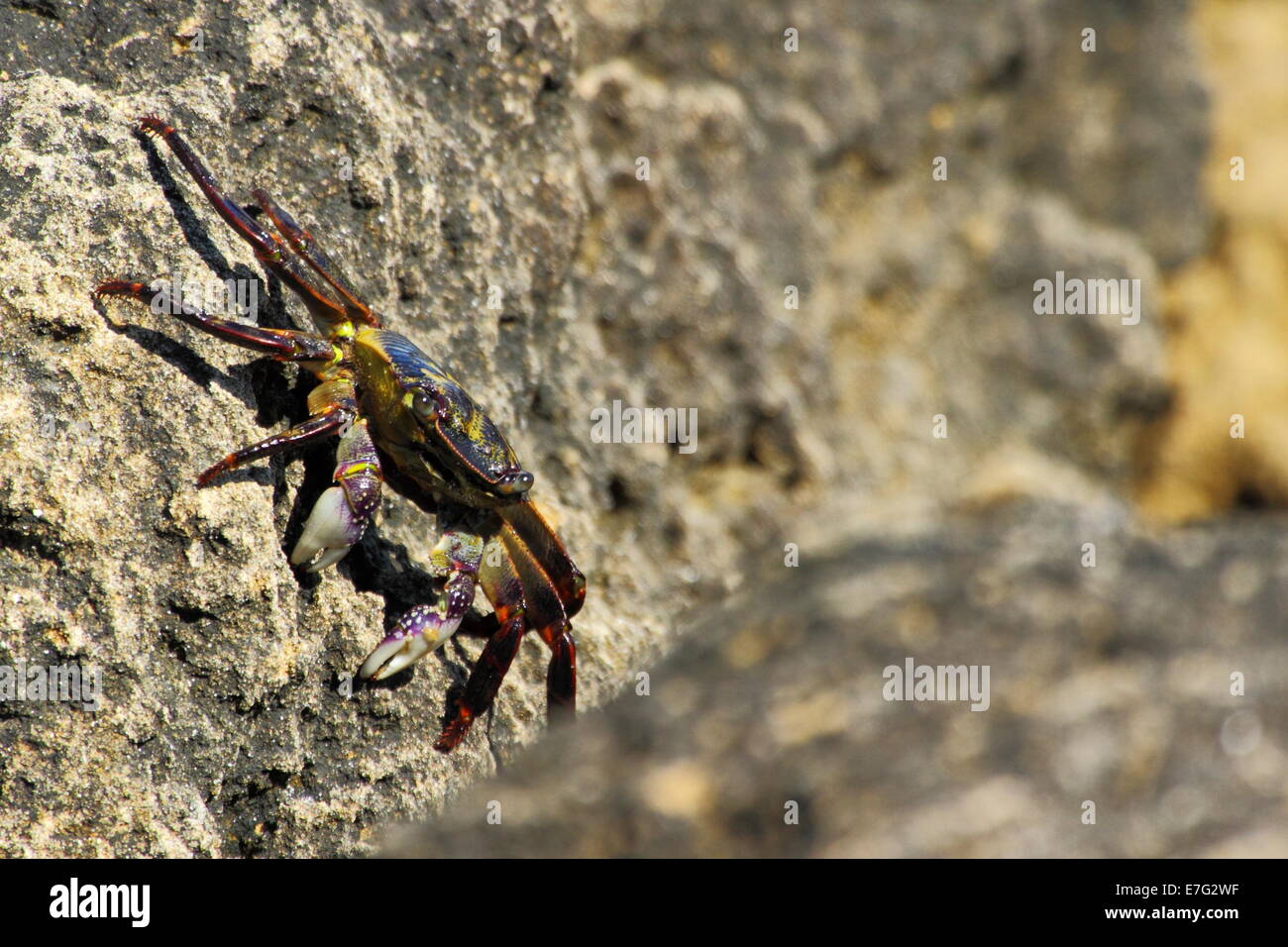 Crabe violet Banque de photographies et d’images à haute résolution - Alamy