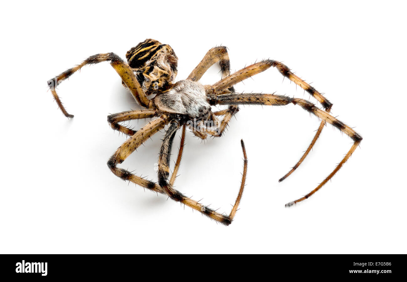 Araignée morte Banque d'images détourées - Alamy