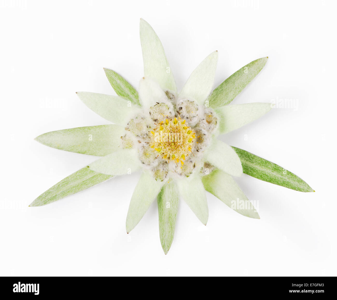 Fleurs d'edelweiss Banque d'images détourées - Alamy
