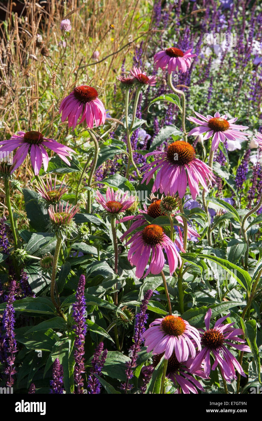 Jardin - Maggie's jardin forestier - Echinacea purpurea - Designers ...