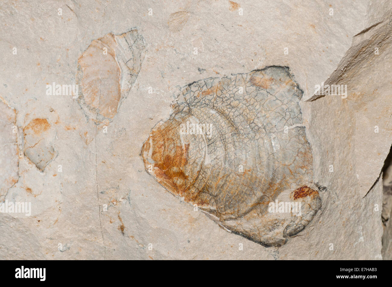 Chalk fossil Banque de photographies et d’images à haute résolution - Alamy