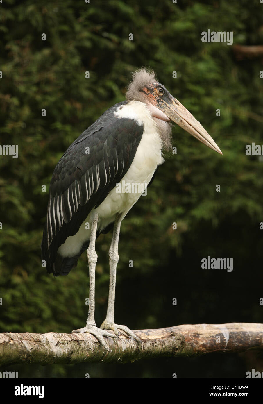 Marabou stork Banque de photographies et d’images à haute résolution ...