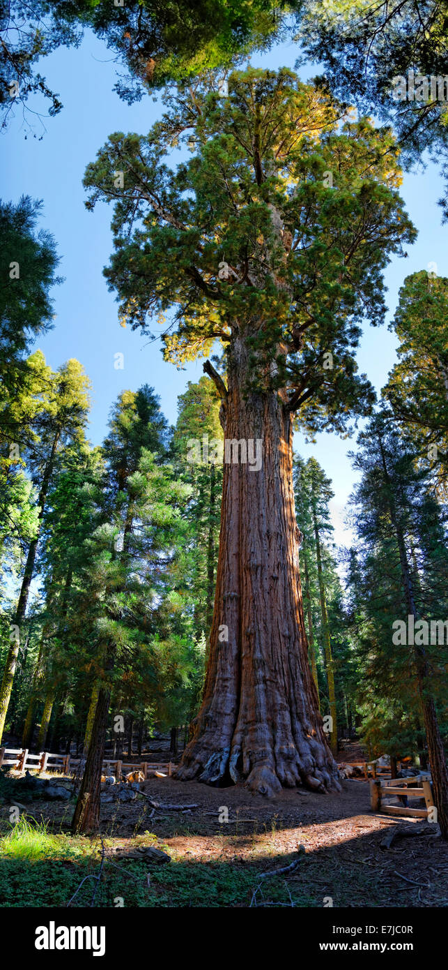 General Sherman séquoia géant (Sequoiadendron giganteum) dans la forêt ...