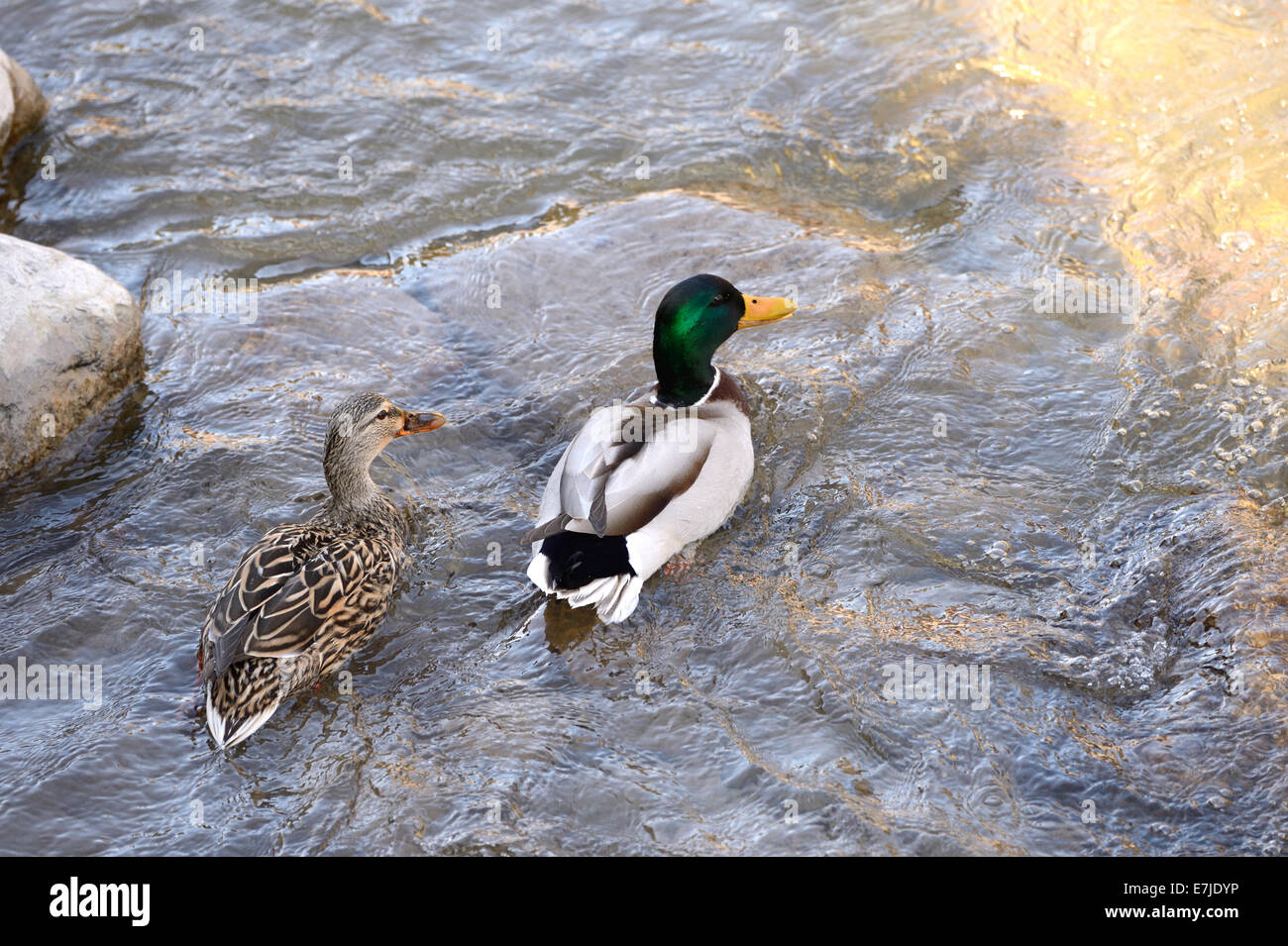 Duck, canard colvert, canard sauvage, canard plongeur, canards, oiseaux ...