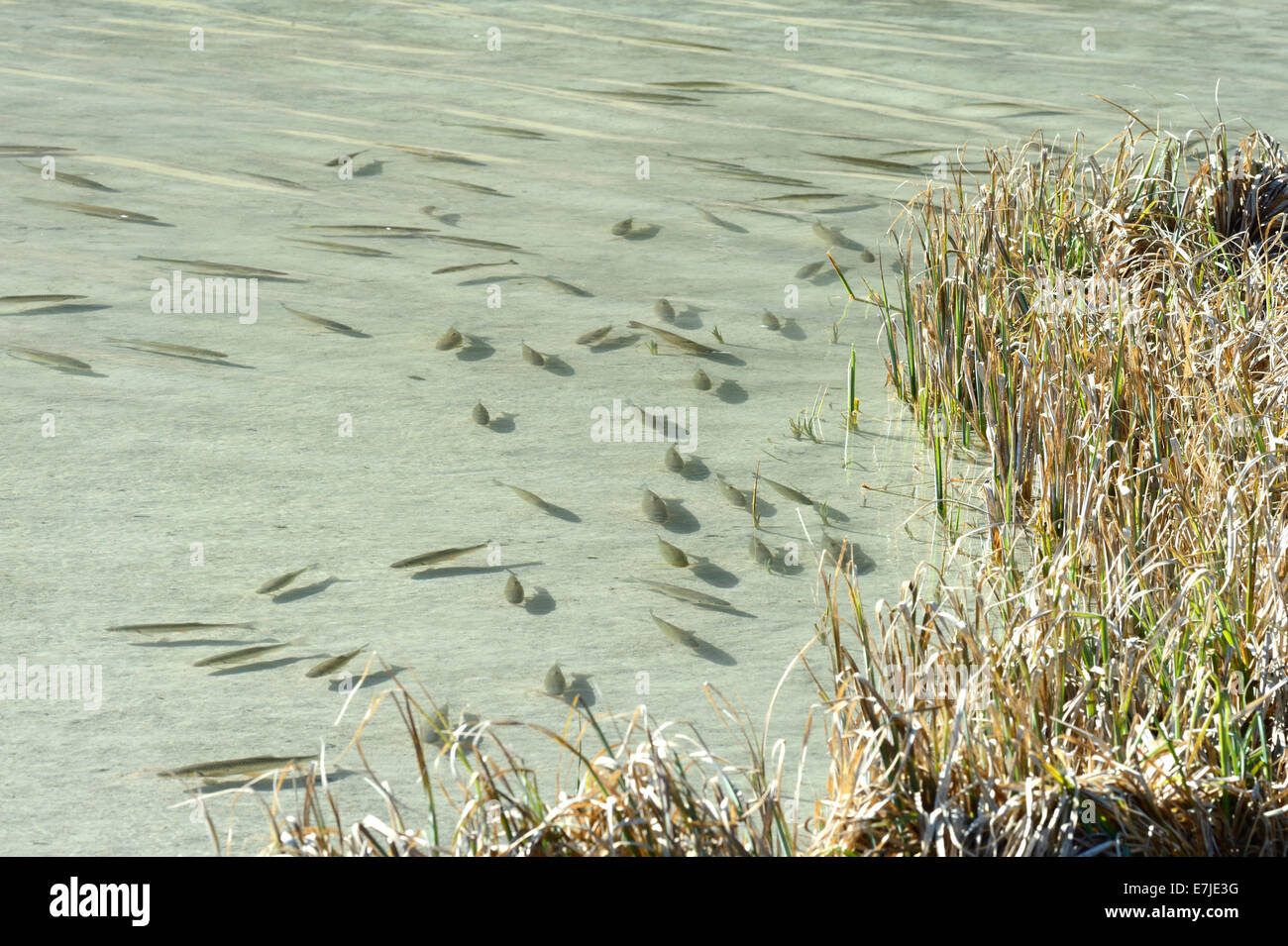 étang piscicole Banque de photographies et d’images à haute résolution ...