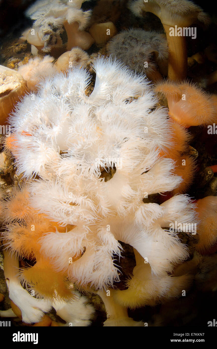 Plumose anemone metridium senile Banque de photographies et d’images à ...