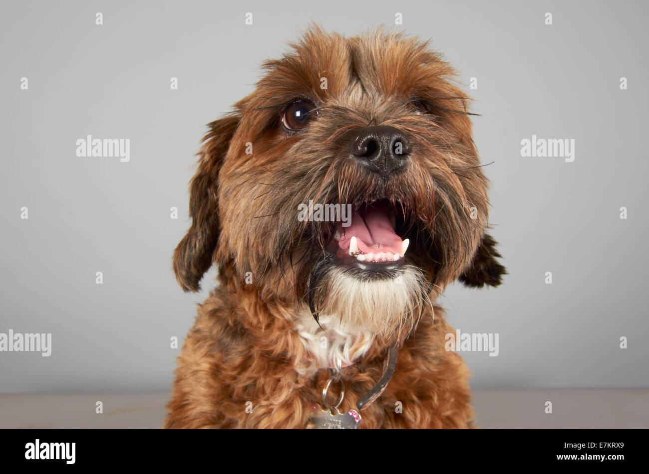 Shih poodle Banque de photographies et d’images à haute résolution - Alamy