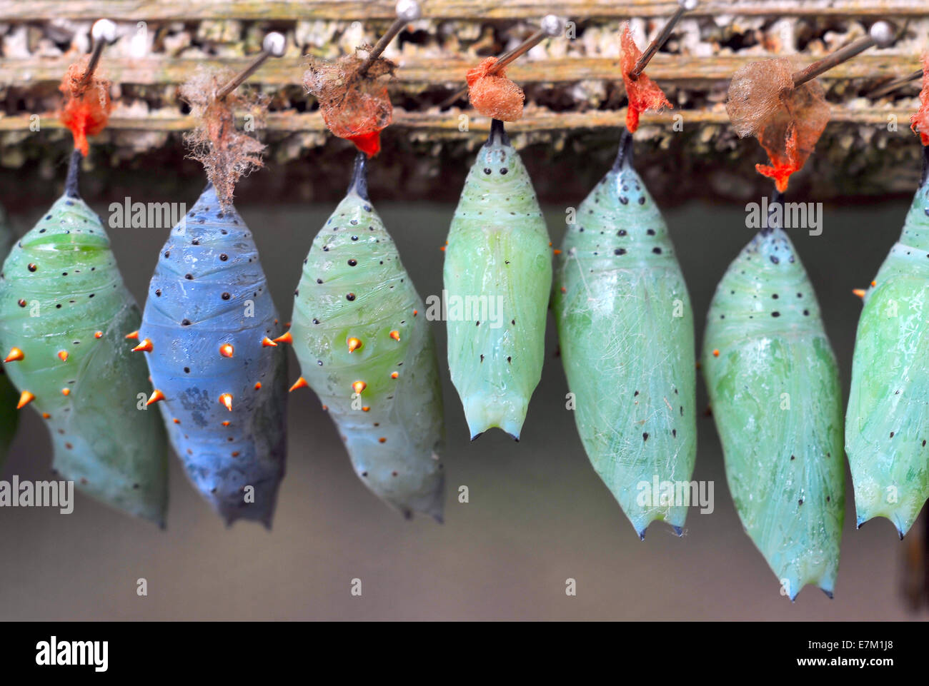 Cocons de chenilles Banque d'image et photos - Alamy