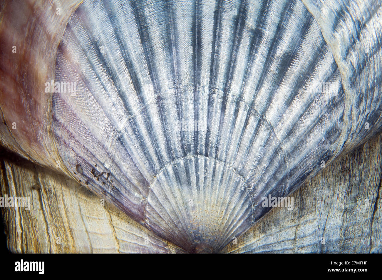 Pétoncles géants ezo Banque de photographies et d’images à haute ...