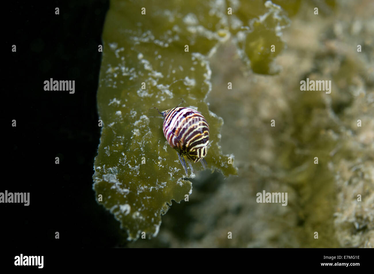 Amphipoda amphipod Banque de photographies et d’images à haute ...