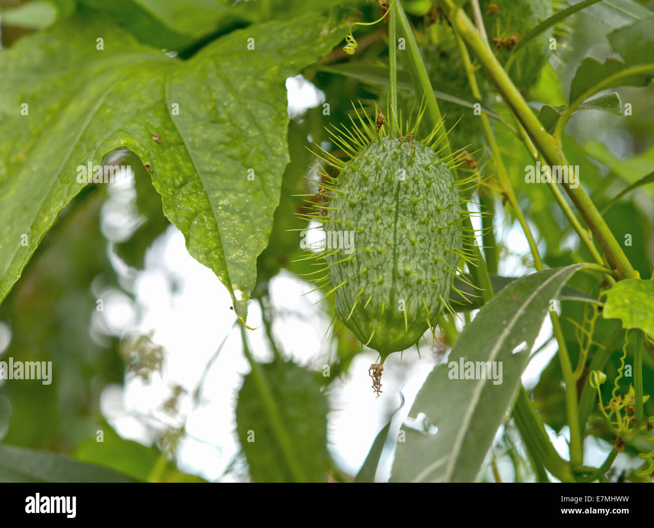 Wild cucumber fruit Banque de photographies et d’images à haute ...